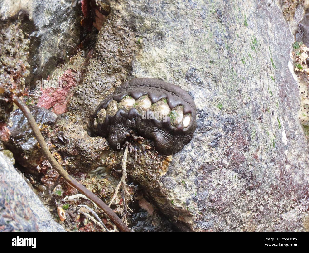 Black Leather Chiton (Katharina tunicata Stock Photo - Alamy