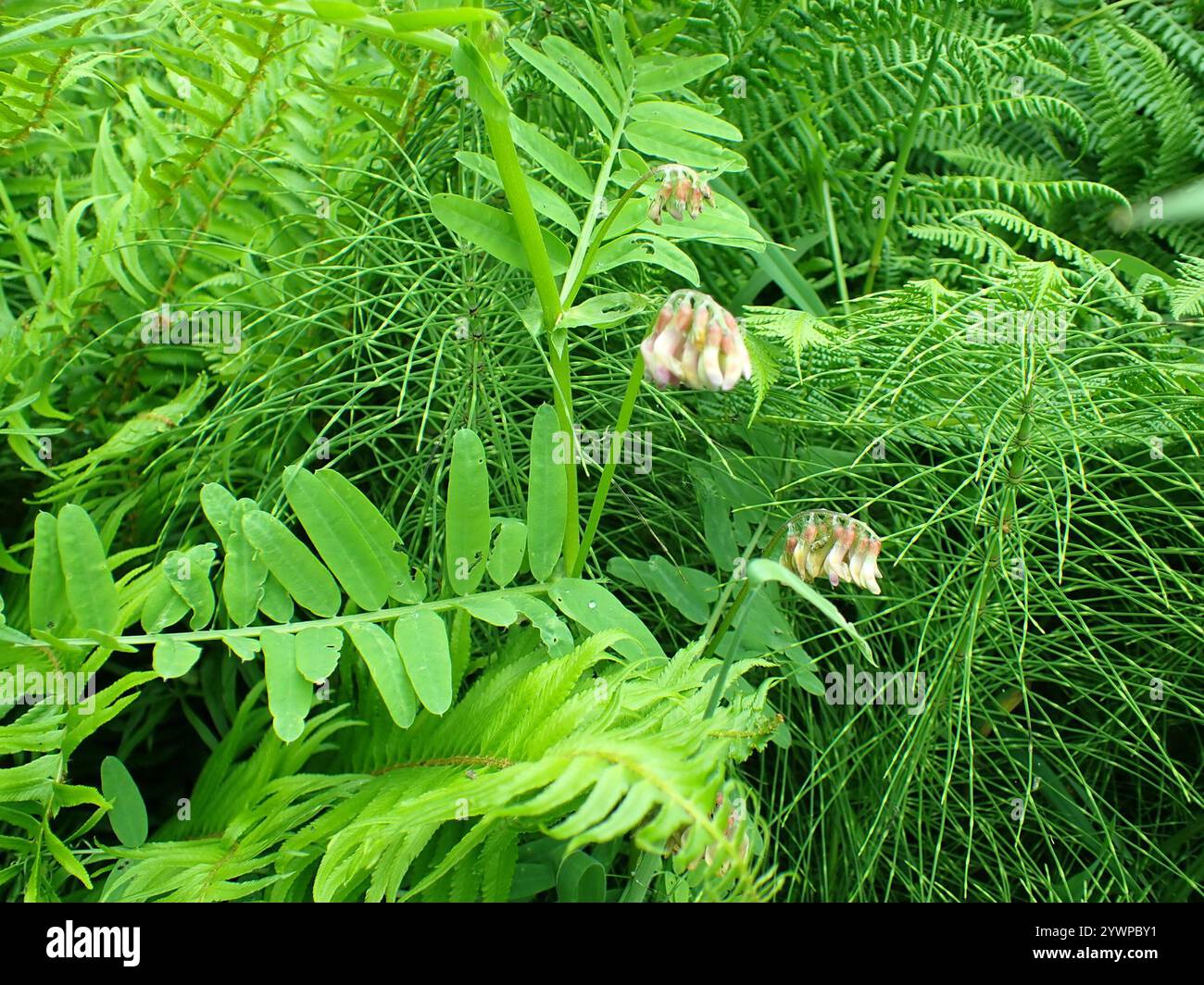 giant vetch (Vicia gigantea Stock Photo - Alamy