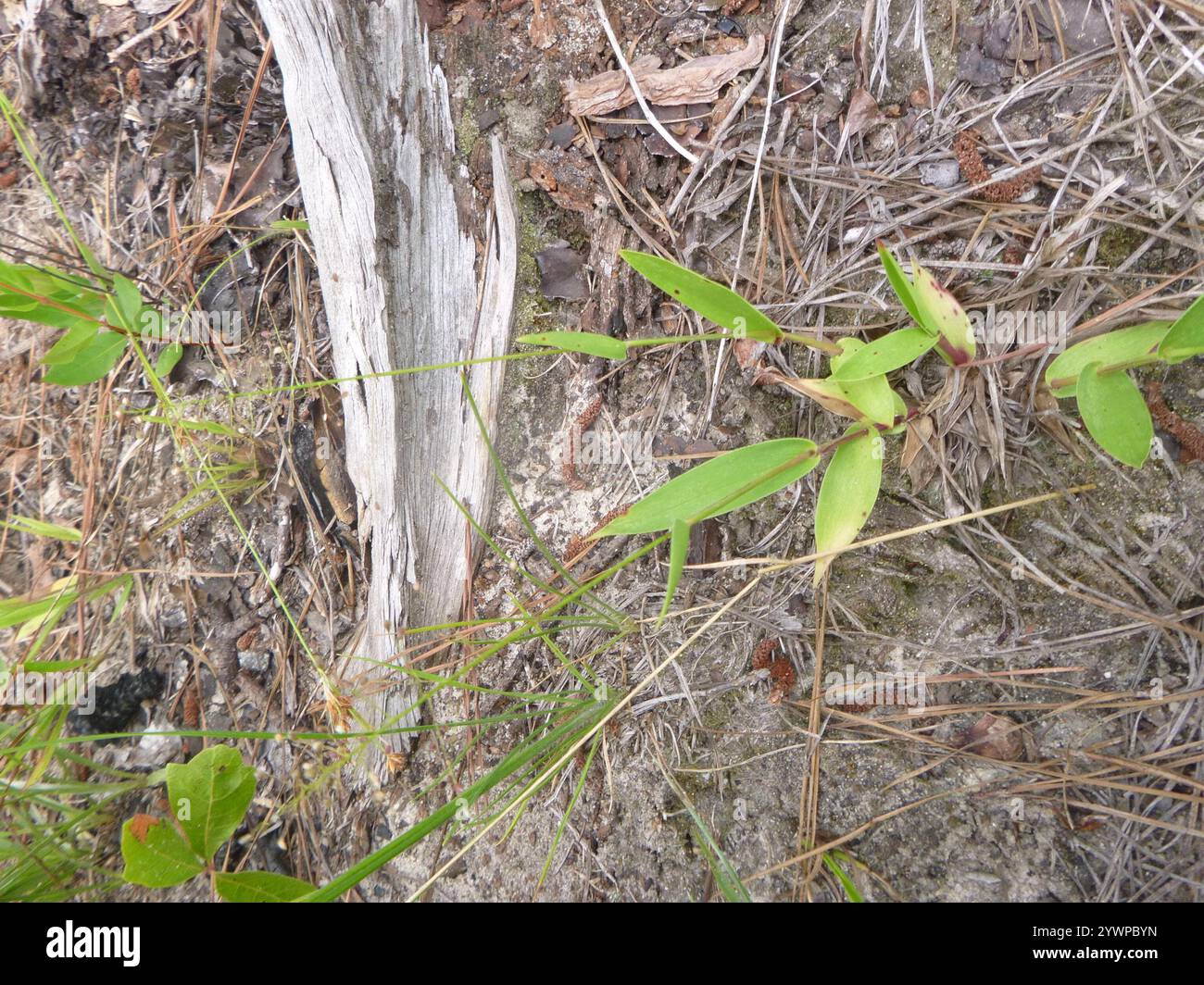 round-fruited rosette-panicgrass (Dichanthelium sphaerocarpon Stock ...