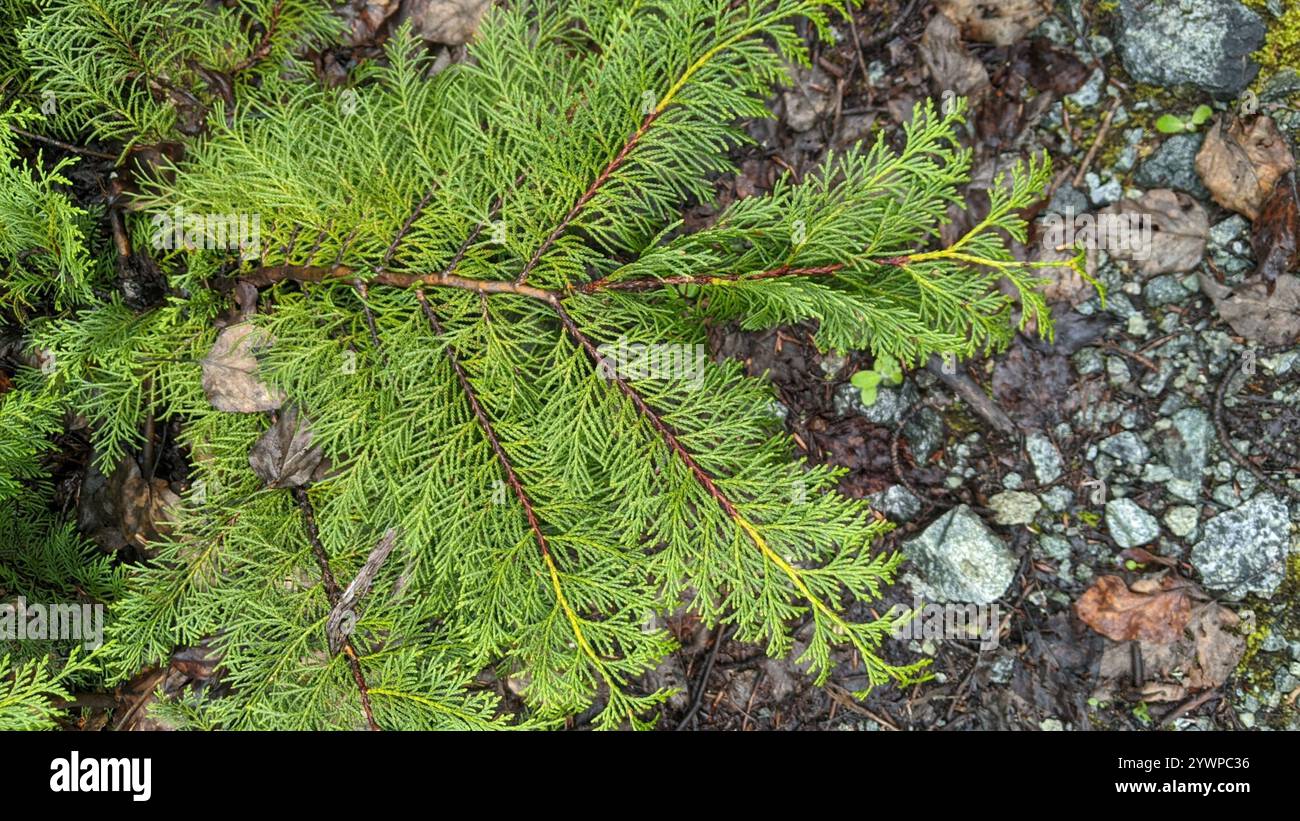 Alaska yellow cedar (Callitropsis nootkatensis Stock Photo - Alamy