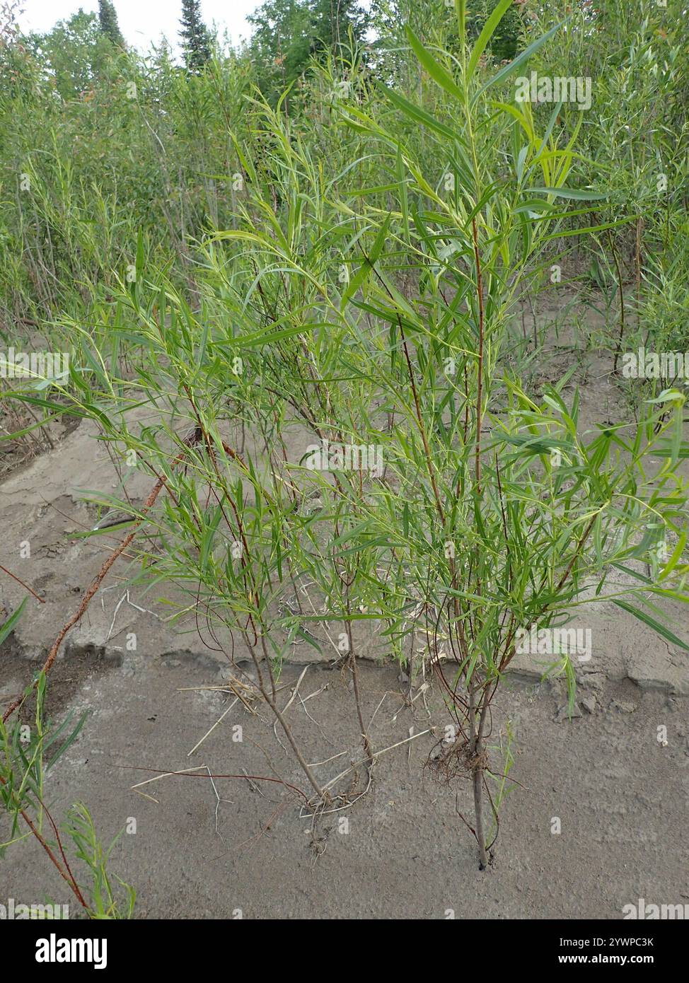 interior sandbar willow (Salix interior Stock Photo - Alamy