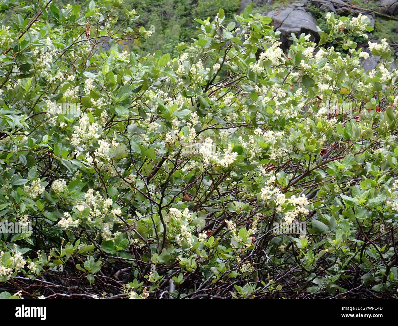 Snowbrush Ceanothus (Ceanothus velutinus Stock Photo - Alamy