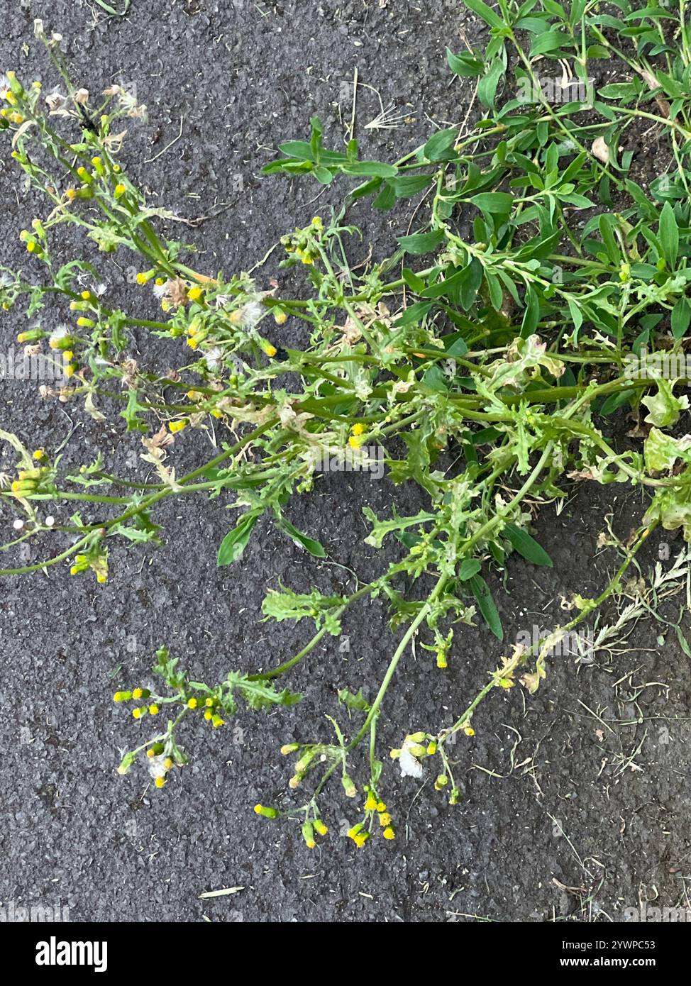 common groundsel (Senecio vulgaris Stock Photo - Alamy