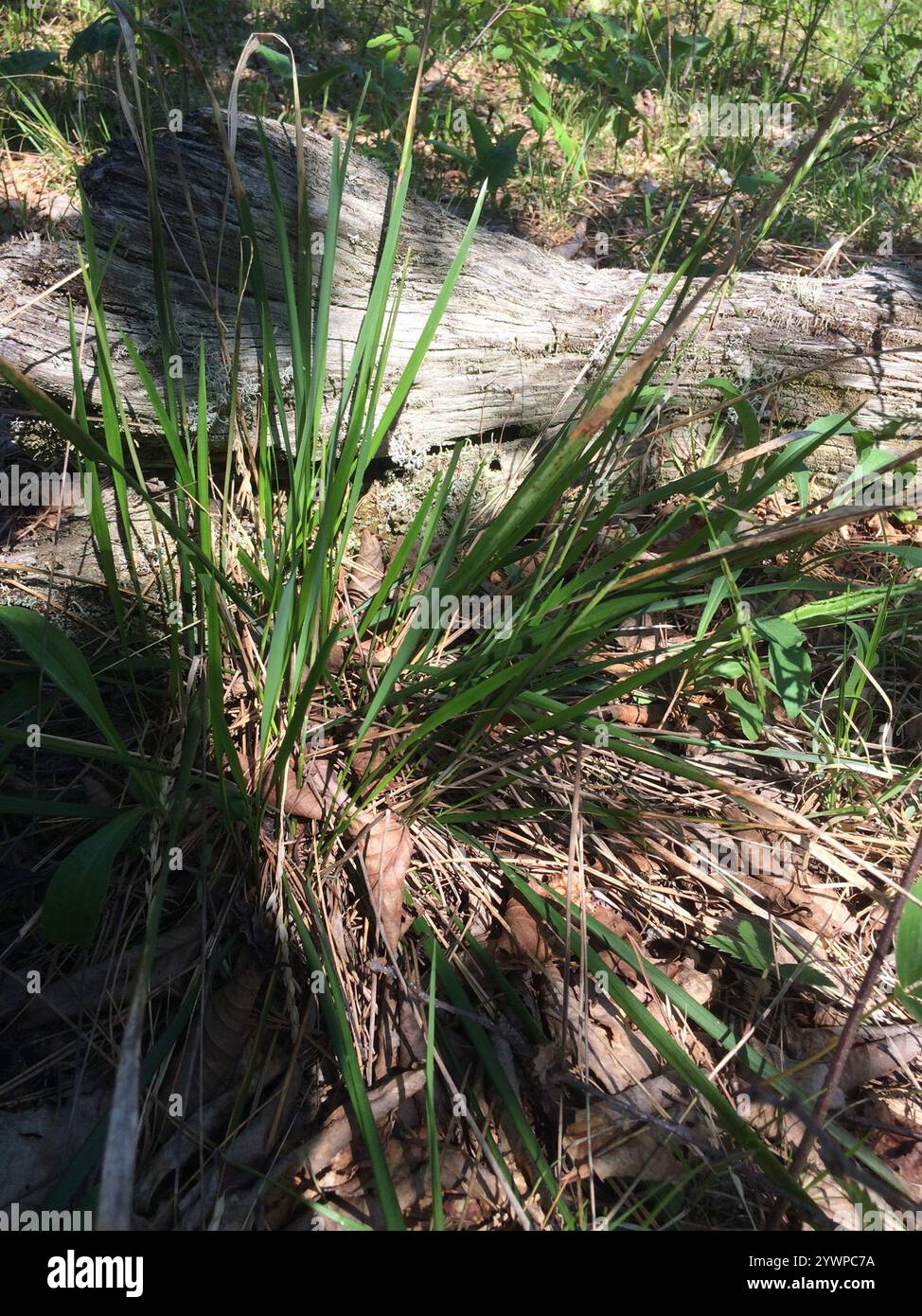 White-grained Mountain-ricegrass (Oryzopsis asperifolia Stock Photo - Alamy