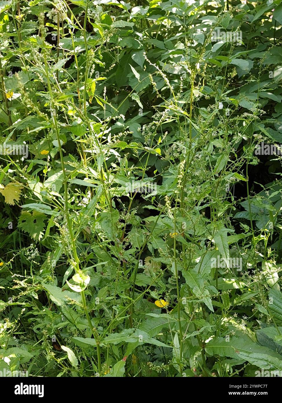 Clustered Dock (Rumex conglomeratus Stock Photo - Alamy
