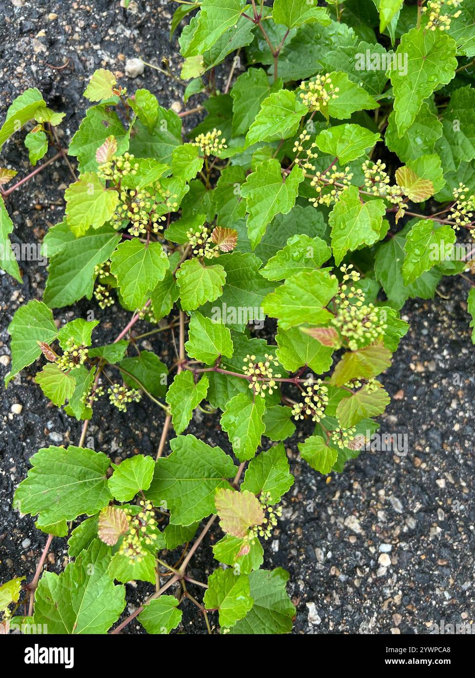 grape family (Vitaceae Stock Photo - Alamy