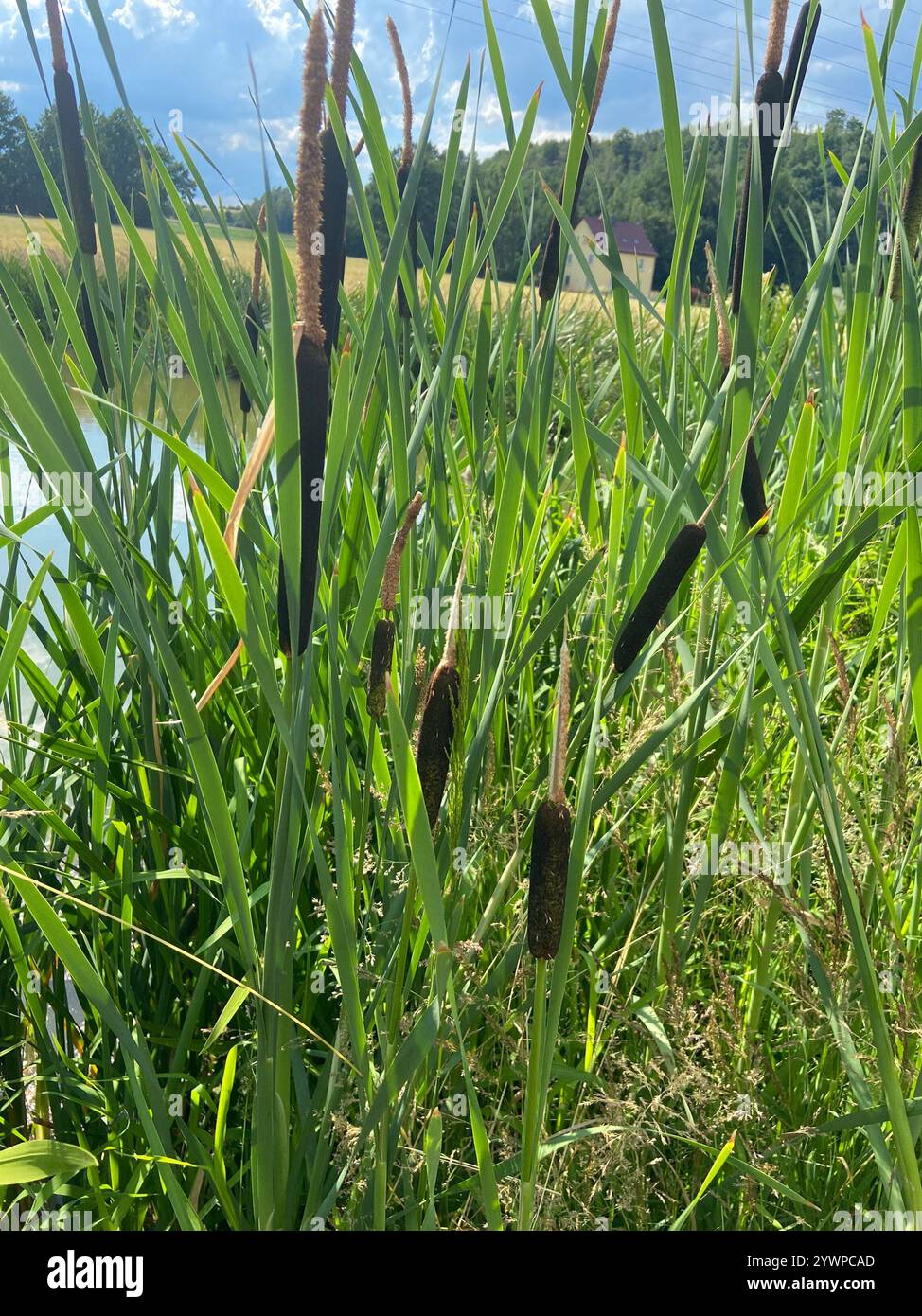 broadleaf cattail (Typha latifolia Stock Photo - Alamy