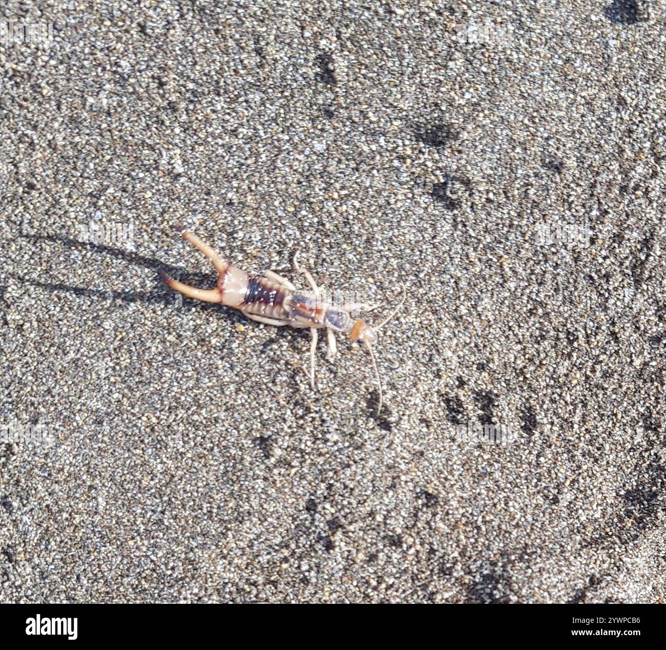 Shore Earwig (Labidura riparia Stock Photo - Alamy
