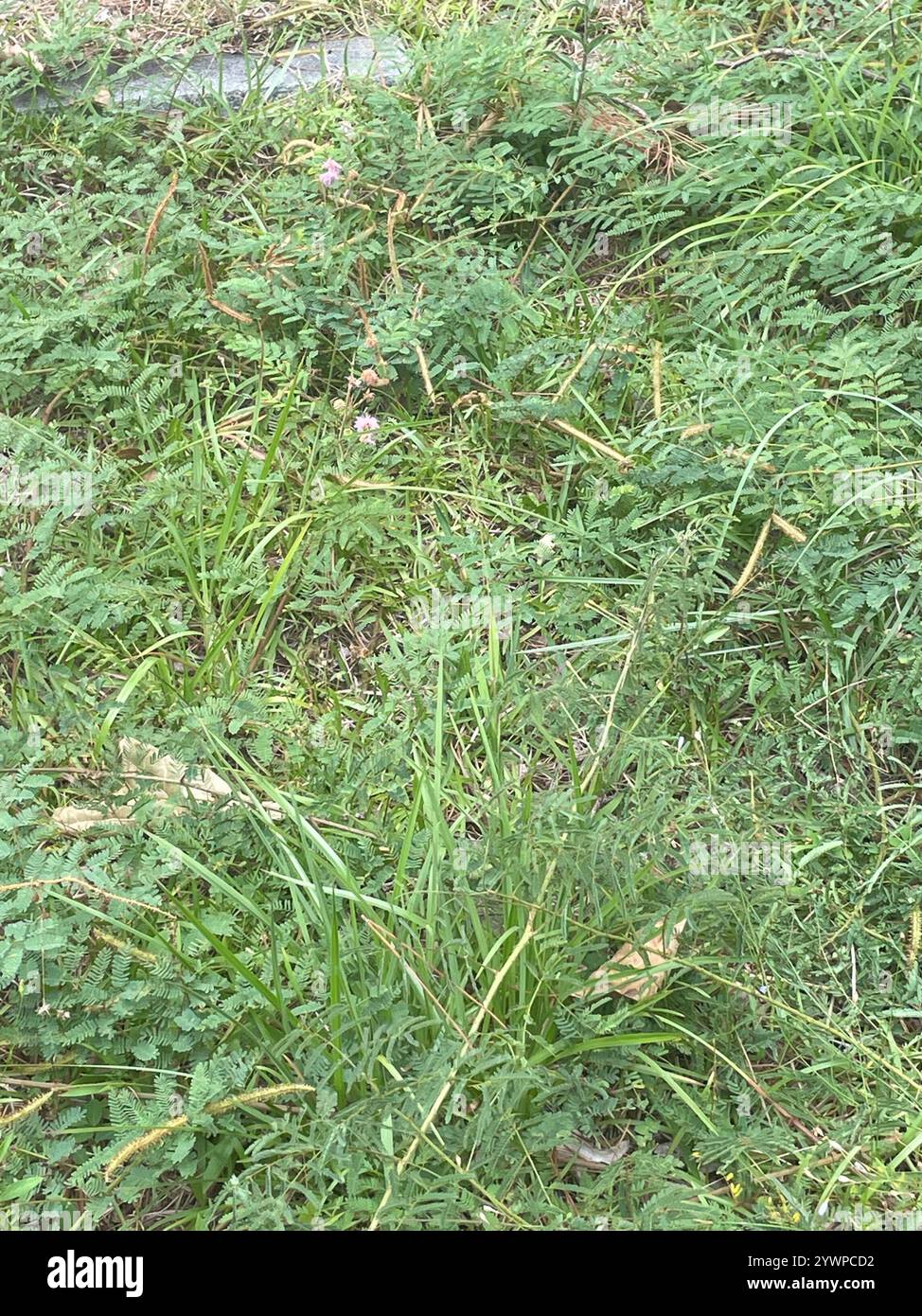 littleleaf sensitive-briar (Mimosa microphylla Stock Photo - Alamy