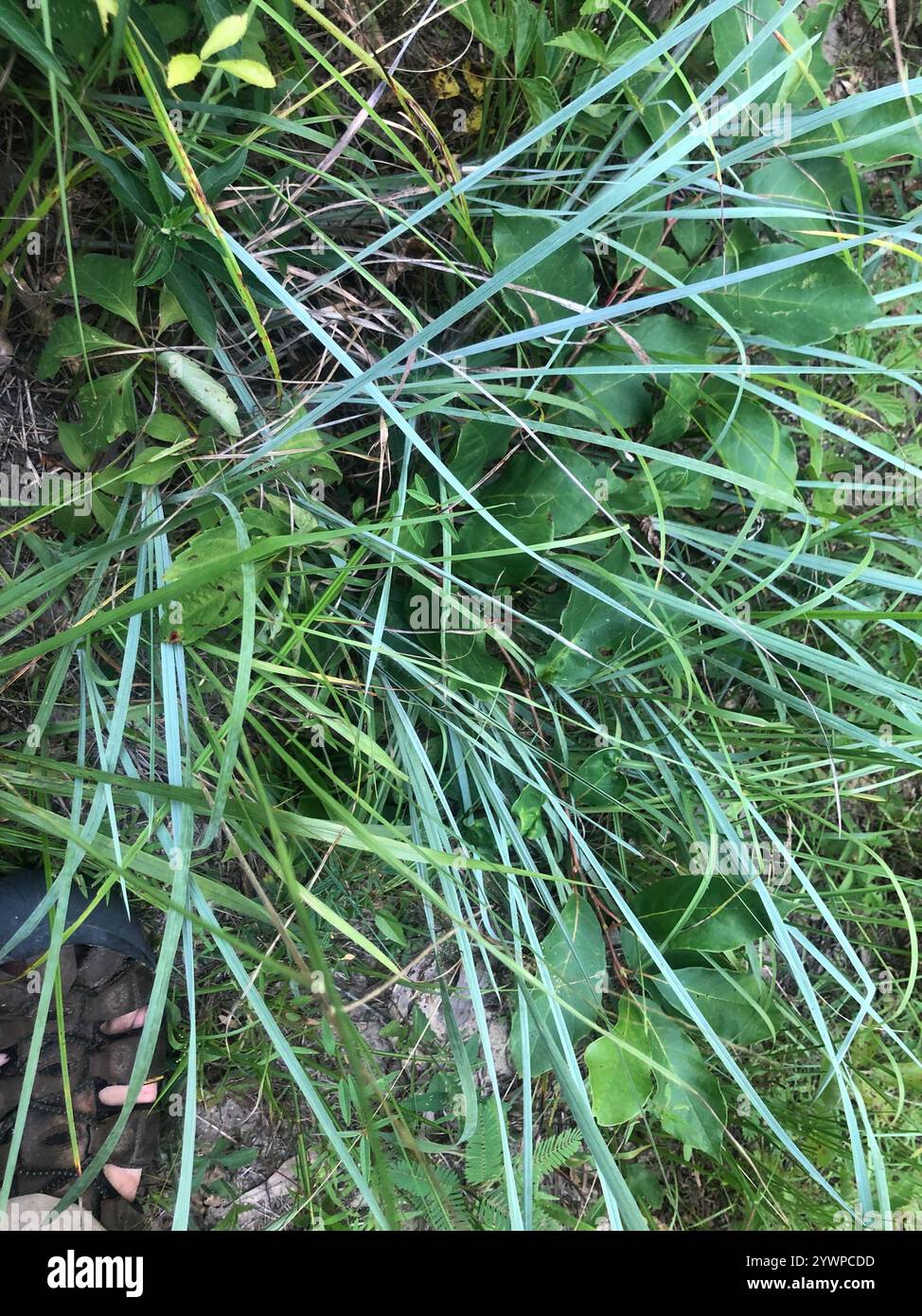 Florida paspalum (Paspalum floridanum Stock Photo - Alamy