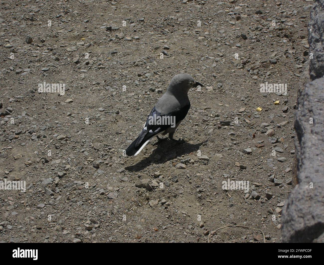 Clark's Nutcracker (Nucifraga columbiana Stock Photo - Alamy