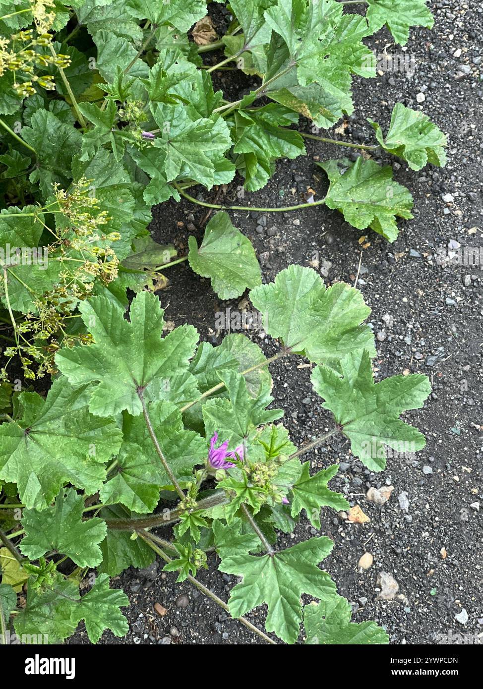 Common Mallow (Malva sylvestris Stock Photo - Alamy