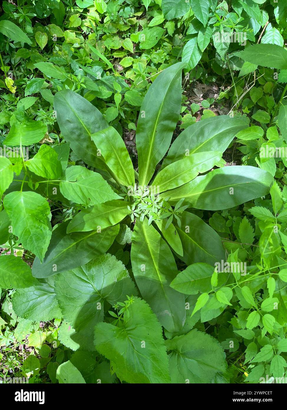 American columbo (Frasera caroliniensis Stock Photo - Alamy