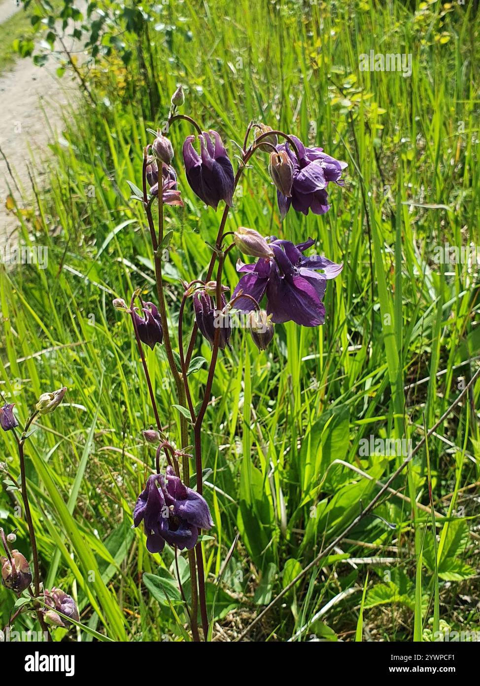 common columbine (Aquilegia vulgaris Stock Photo - Alamy