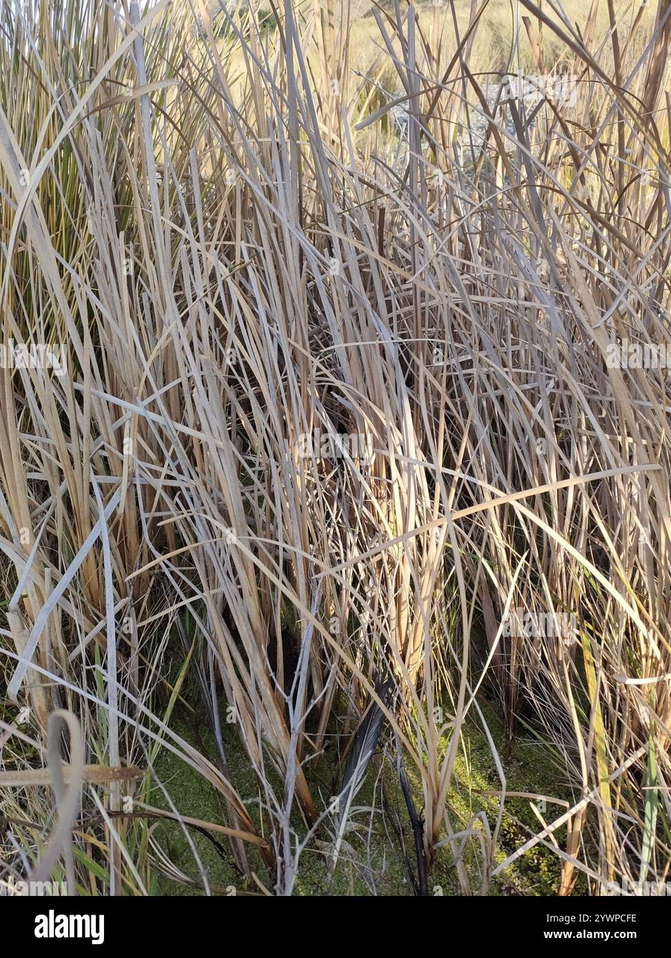 Typha orientalis hi-res stock photography and images - Alamy