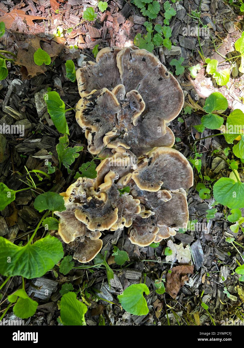 Black-staining Polypore (Meripilus sumstinei Stock Photo - Alamy