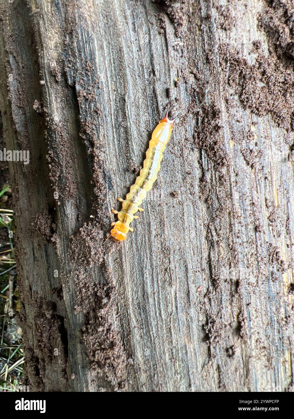 Black-headed Cardinal Beetle (Pyrochroa coccinea Stock Photo - Alamy