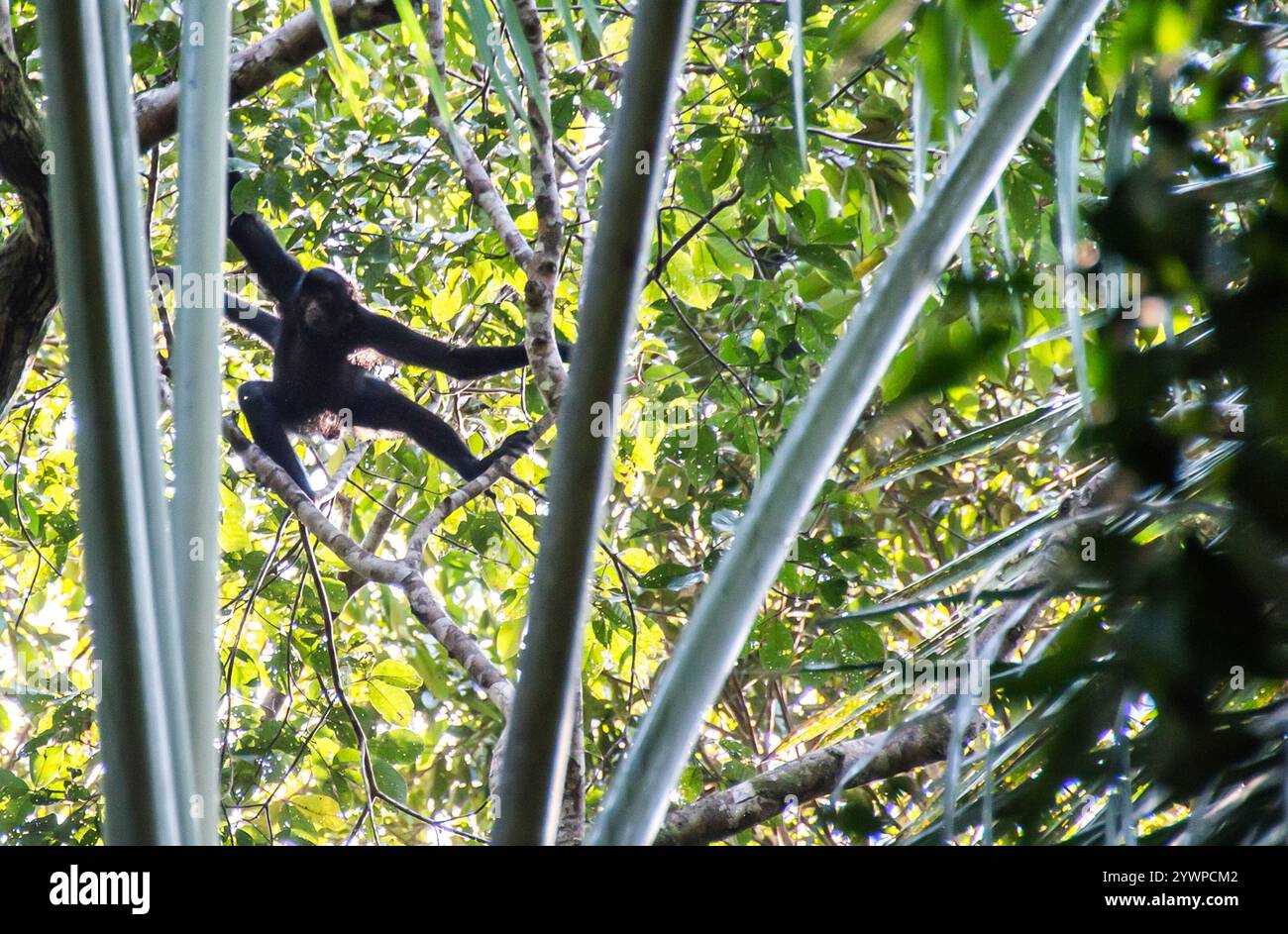 Black-faced Black Spider Monkey (Ateles chamek Stock Photo - Alamy