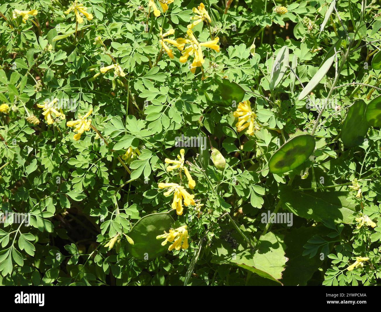 Yellow Fumitory (Pseudofumaria lutea Stock Photo - Alamy