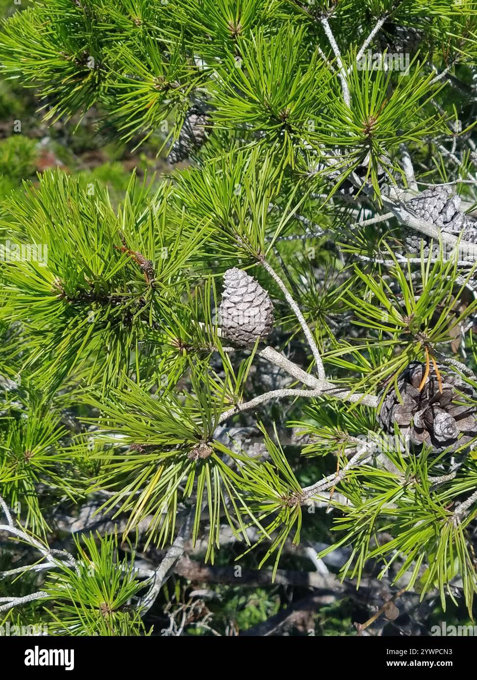 sand pine (Pinus clausa Stock Photo - Alamy