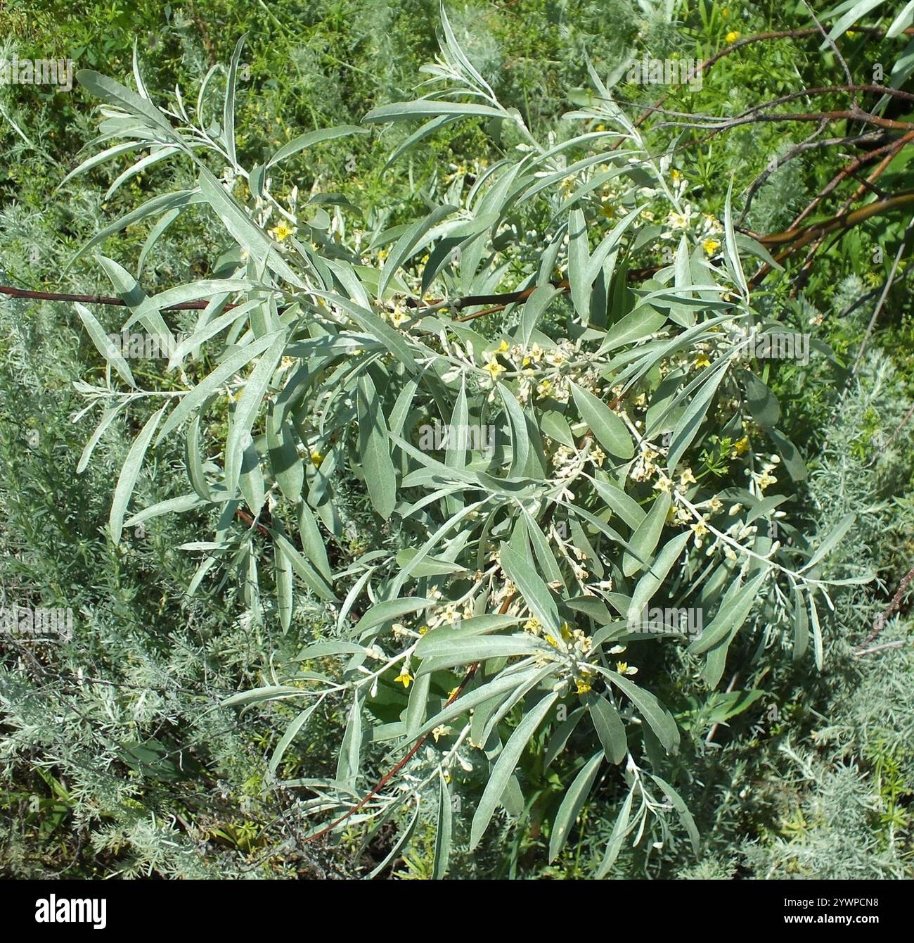 Russian olive (Elaeagnus angustifolia Stock Photo - Alamy