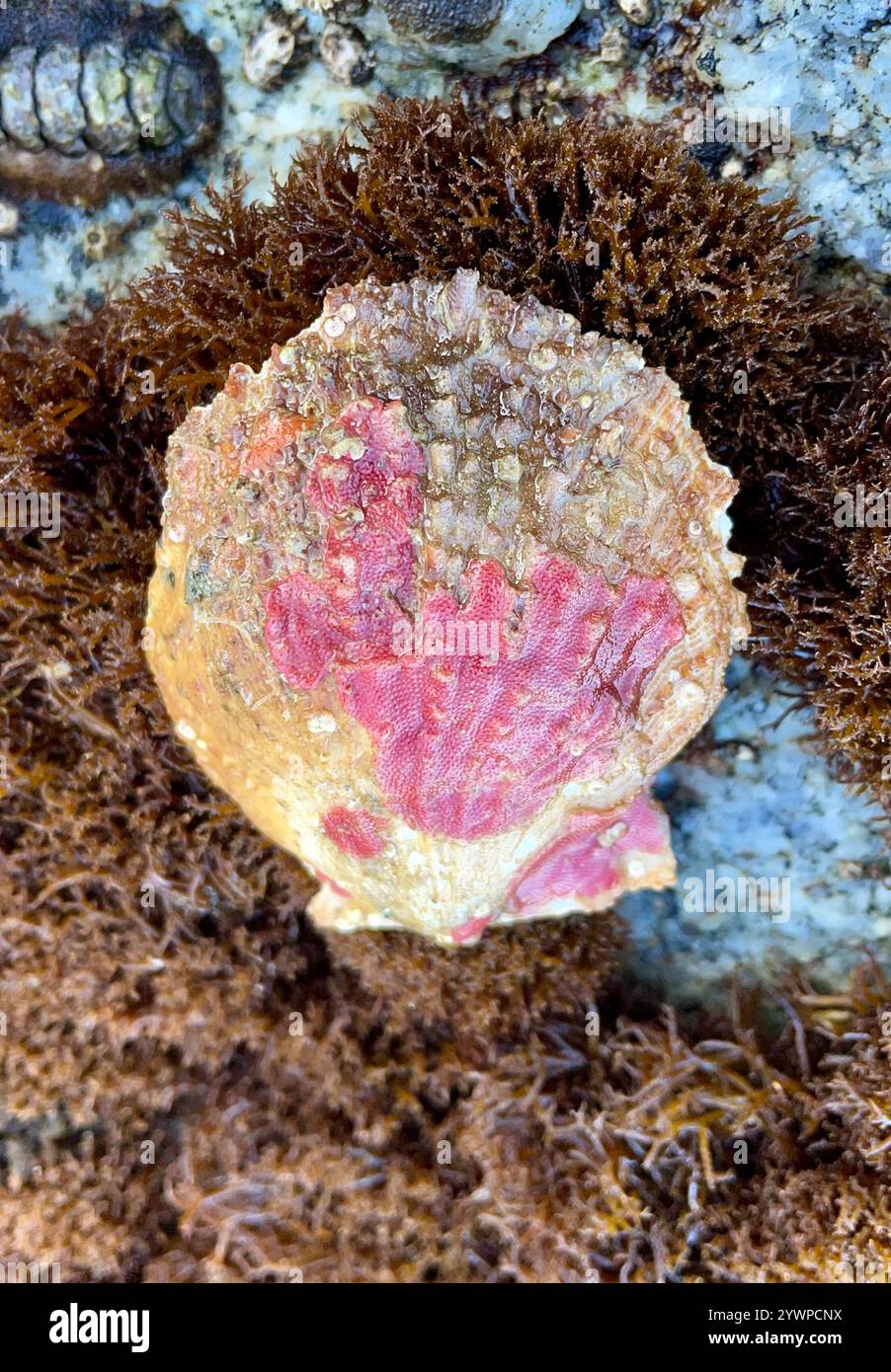 Crustose coralline algae (Lithothamnion Stock Photo - Alamy