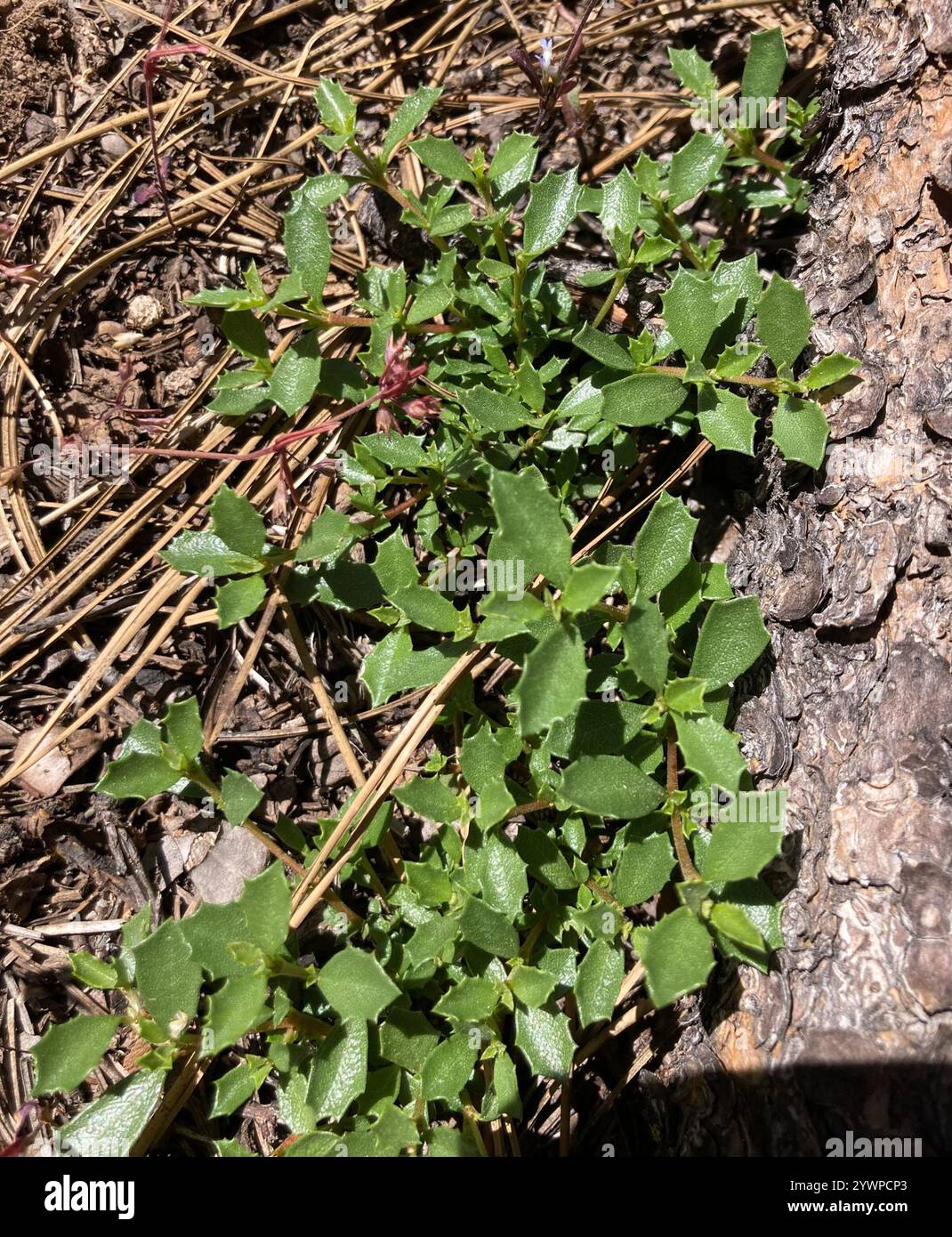 Mahala mat (Ceanothus prostratus Stock Photo - Alamy