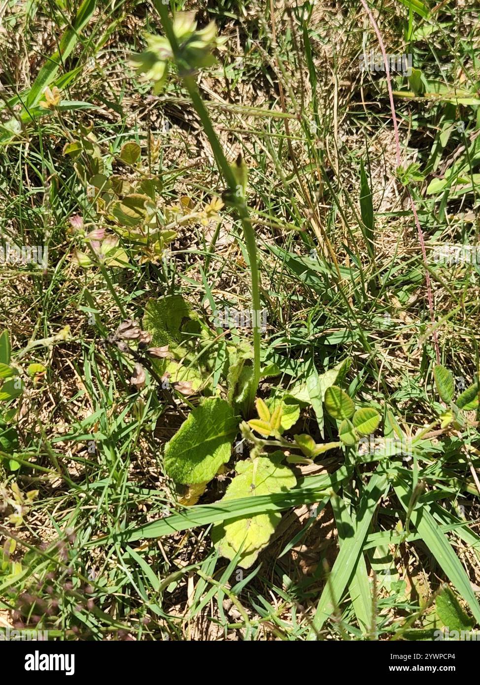 lyreleaf sage (Salvia lyrata Stock Photo - Alamy
