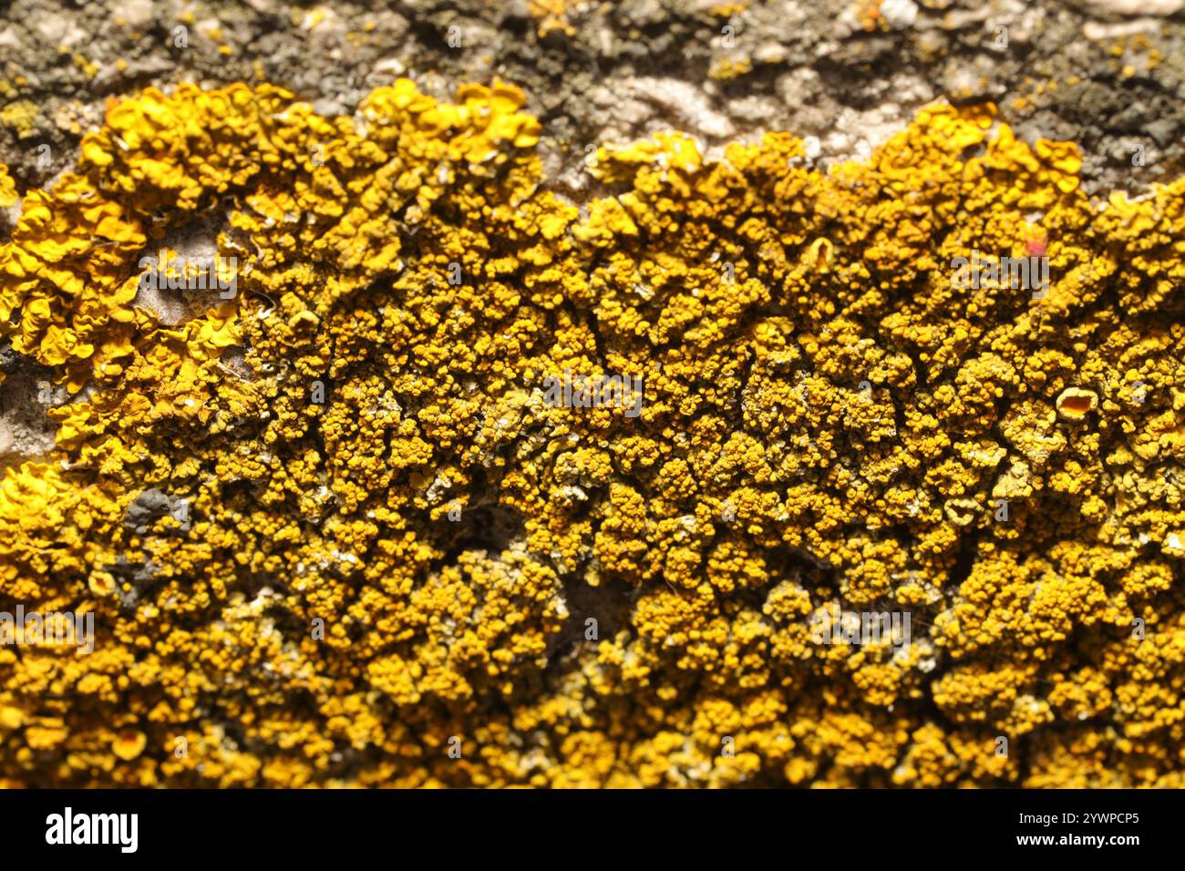 Xanthoria calcicola hi-res stock photography and images - Alamy