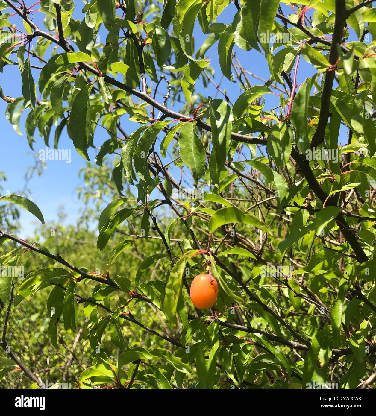 Chickasaw plum (Prunus angustifolia Stock Photo - Alamy