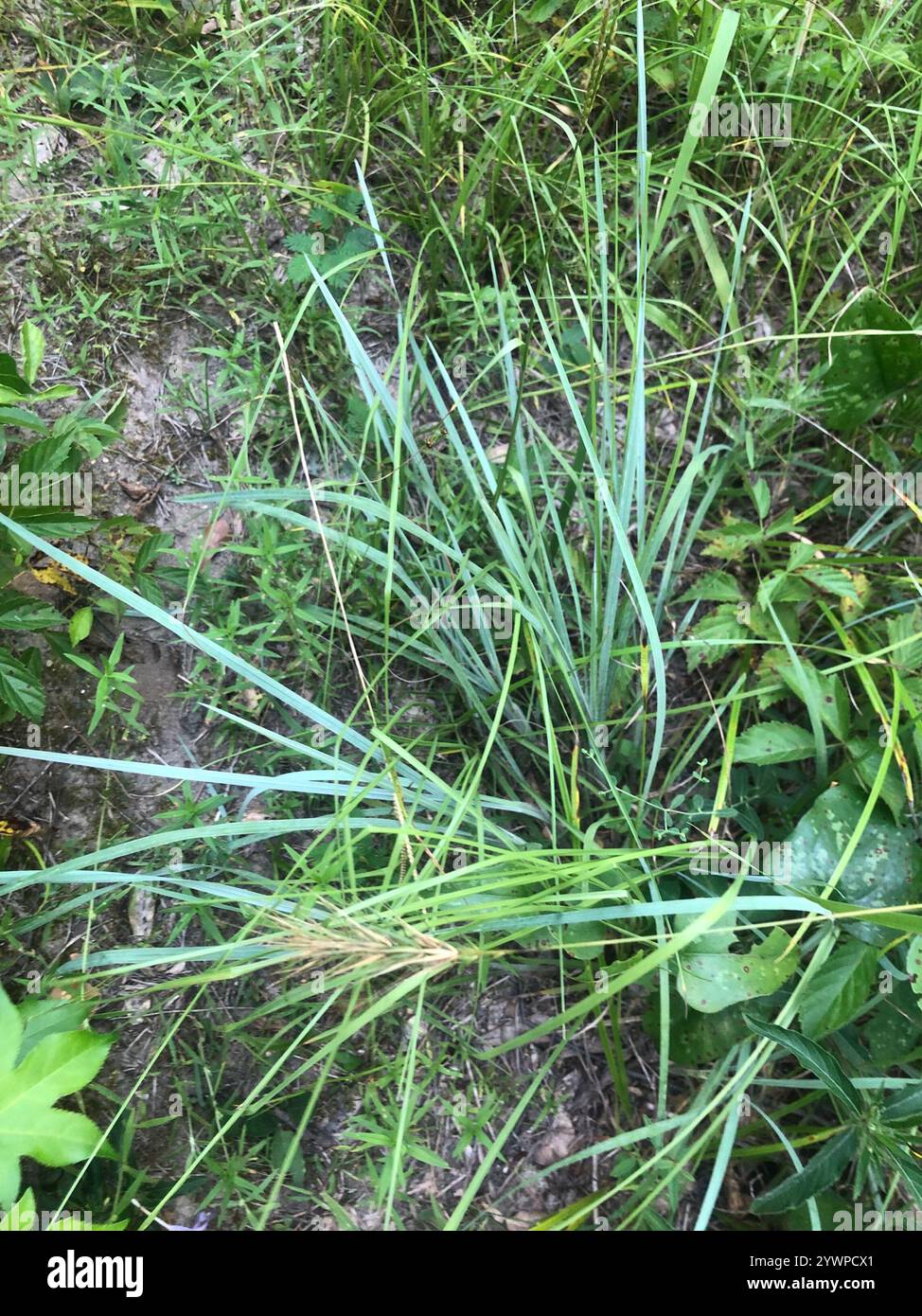 Florida paspalum (Paspalum floridanum Stock Photo - Alamy