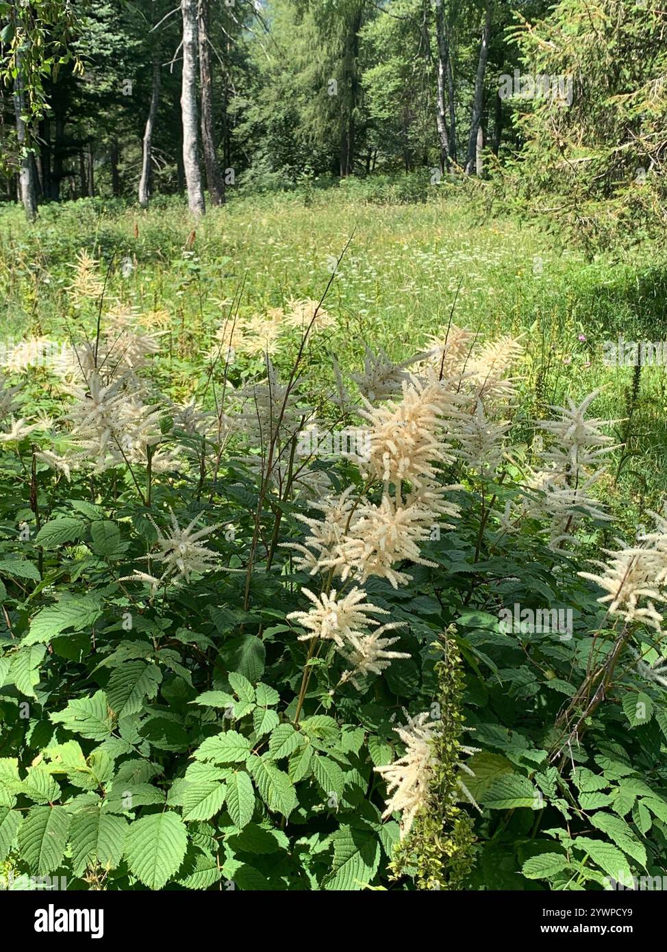Goatsbeard (Aruncus dioicus Stock Photo - Alamy