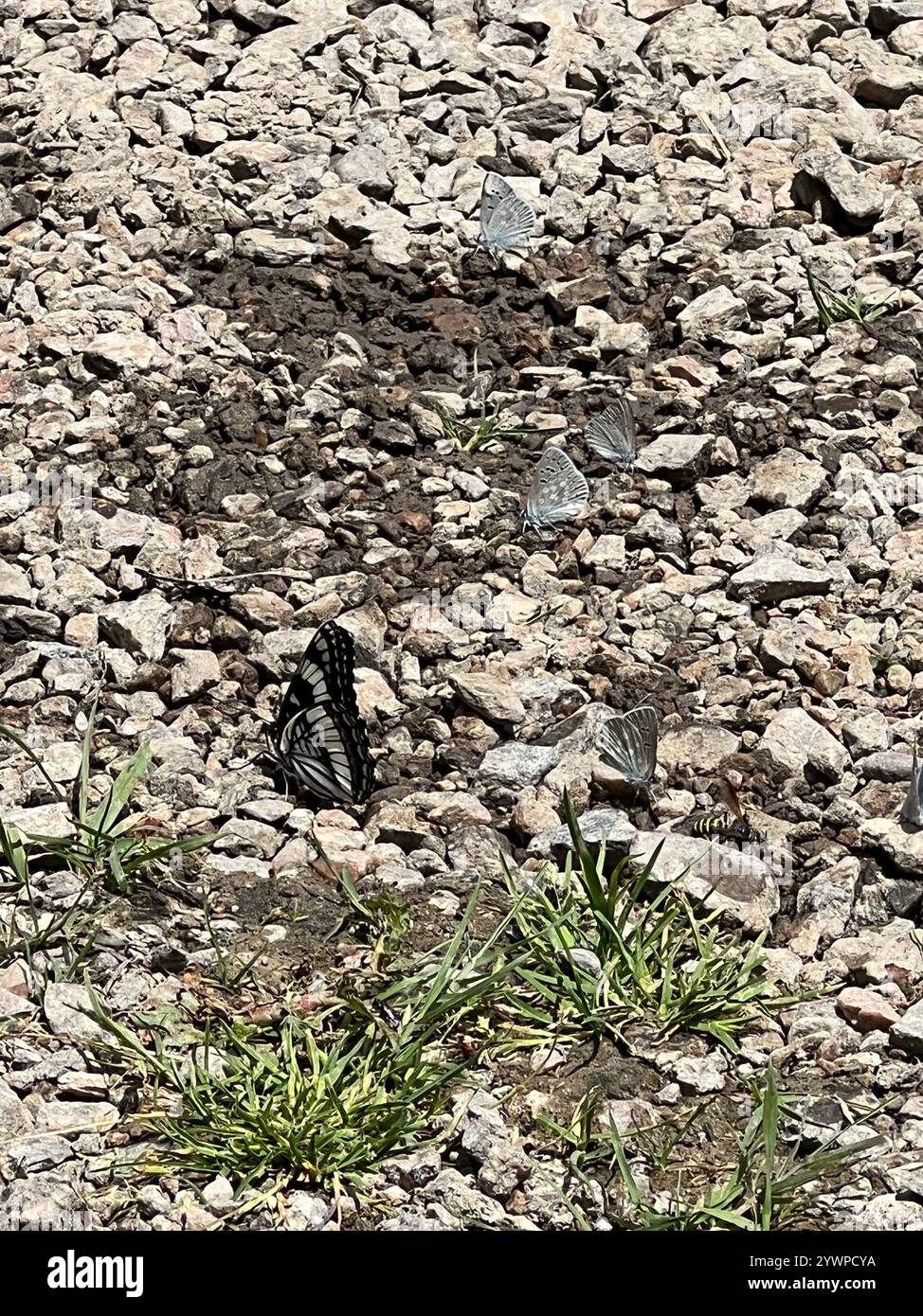 Weidemeyer's Admiral (Limenitis weidemeyerii Stock Photo - Alamy