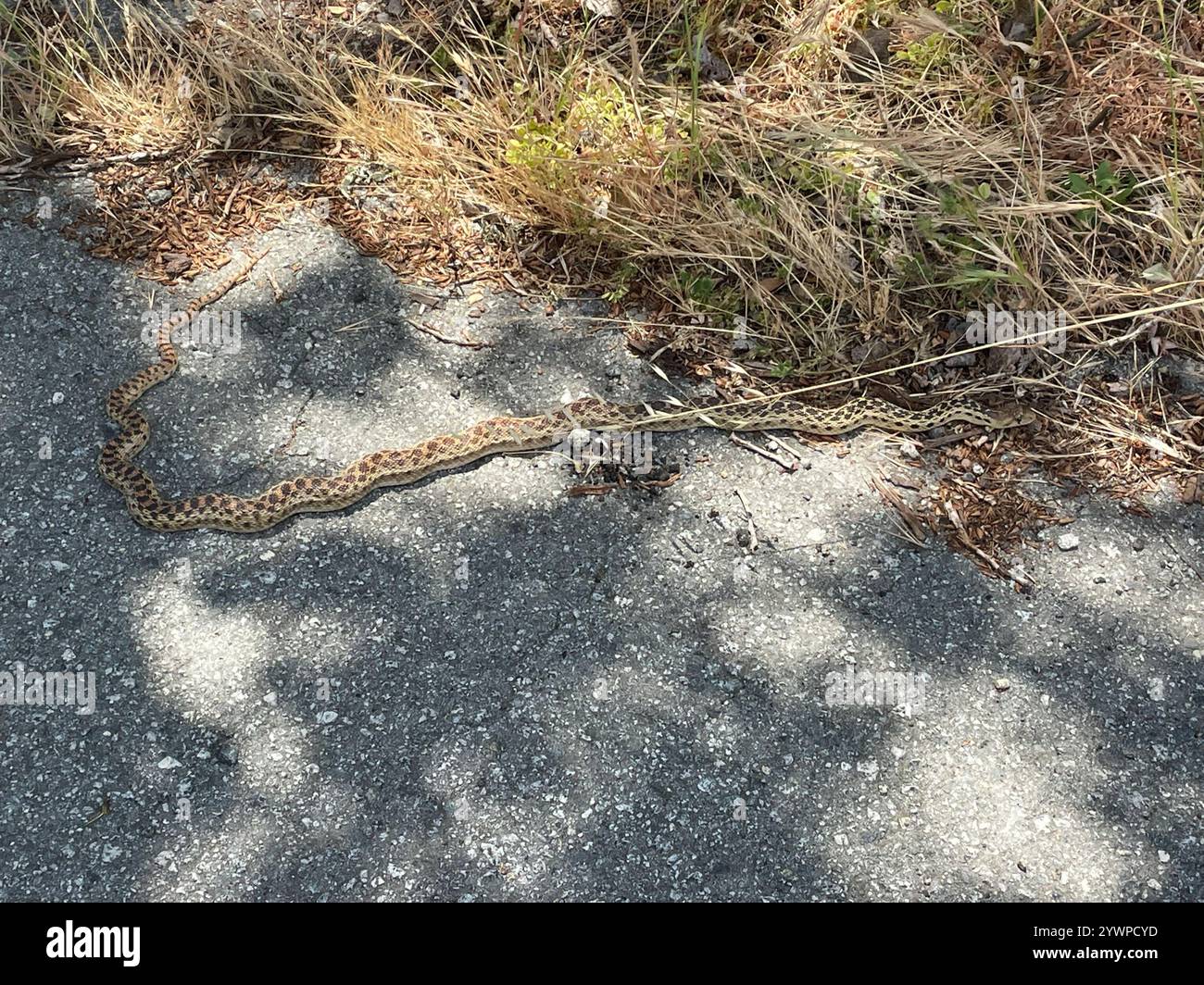 Pacific Gopher Snake (Pituophis catenifer catenifer Stock Photo - Alamy