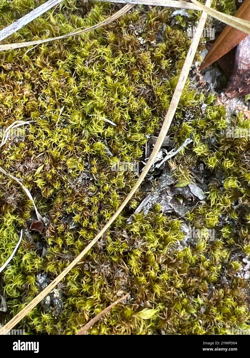 Condensed Dicranum Moss (Dicranum condensatum Stock Photo - Alamy