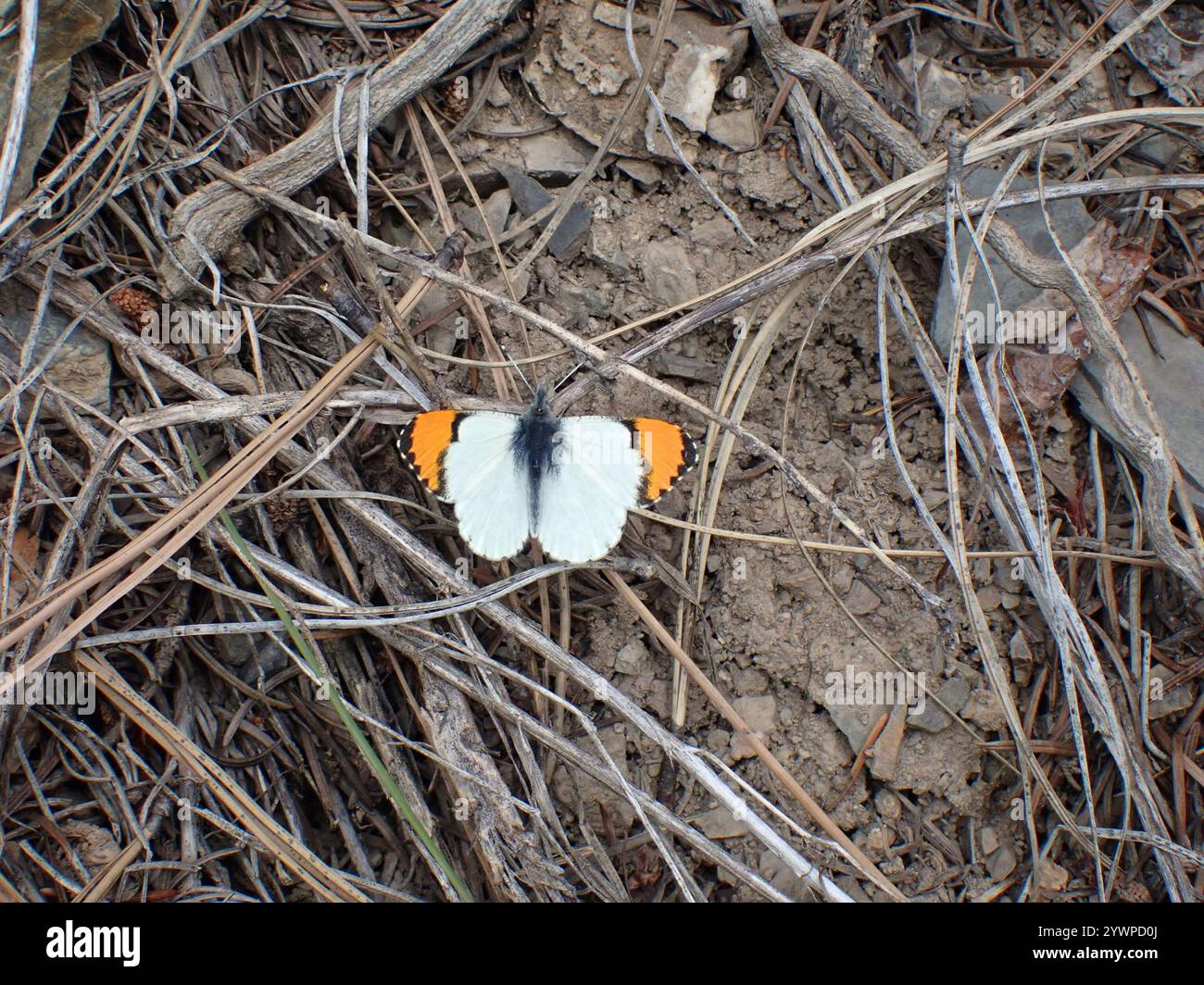 Julia Orangetip (Anthocharis julia Stock Photo - Alamy