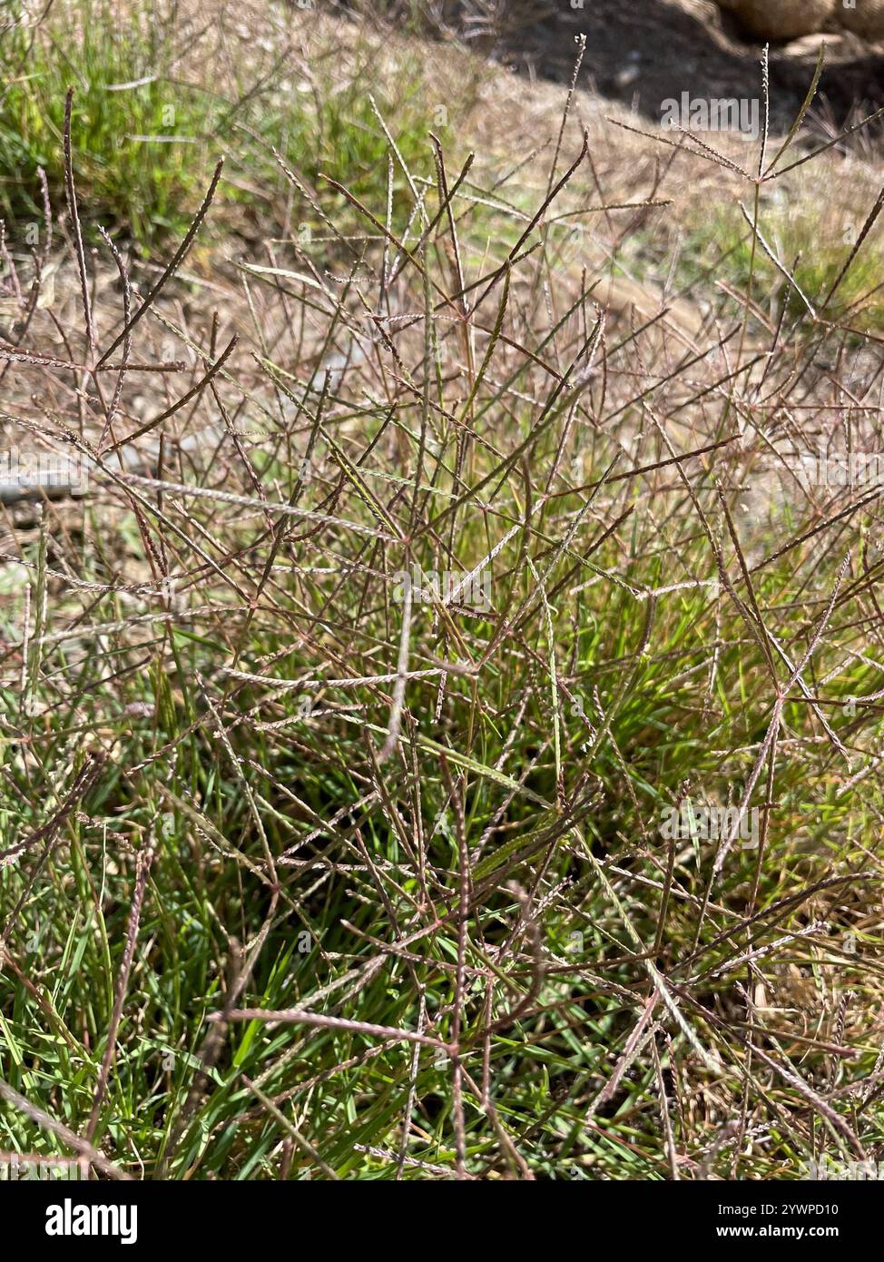 Bermuda grass (Cynodon dactylon Stock Photo - Alamy