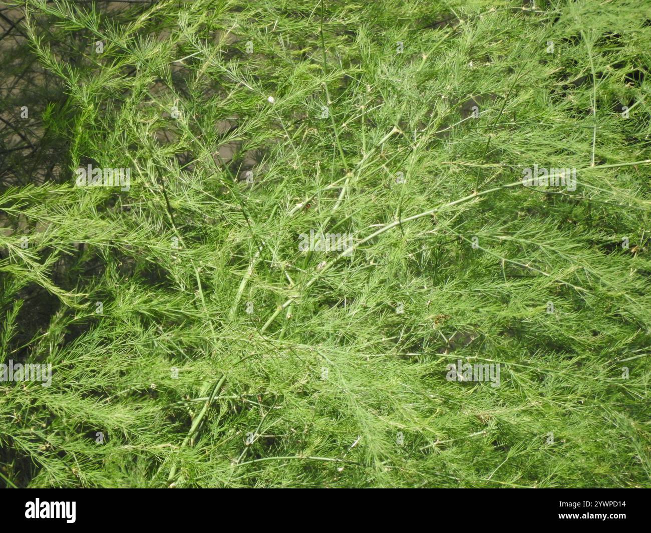 wild asparagus (Asparagus officinalis Stock Photo - Alamy