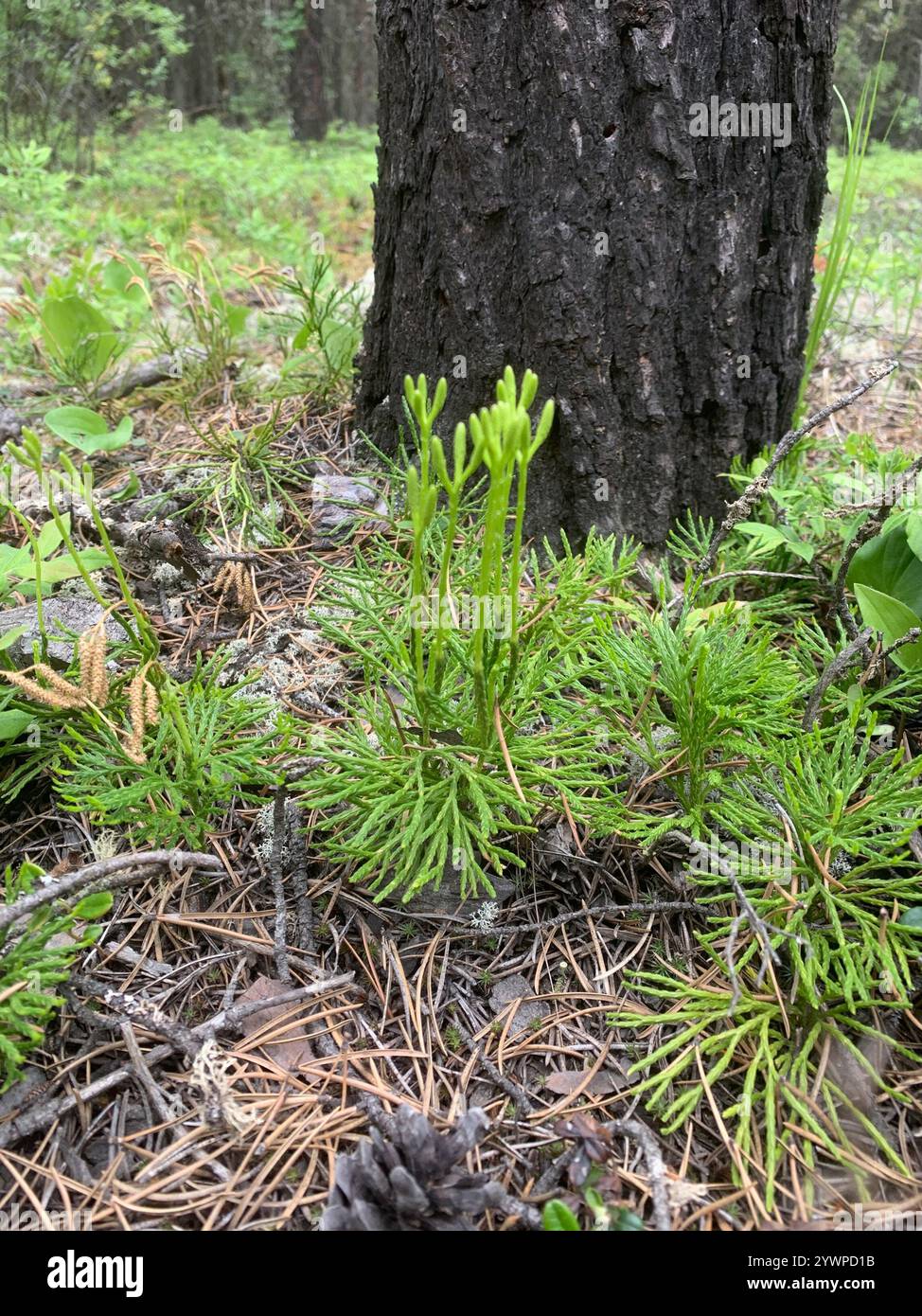 northern ground-cedar (Diphasiastrum complanatum Stock Photo - Alamy