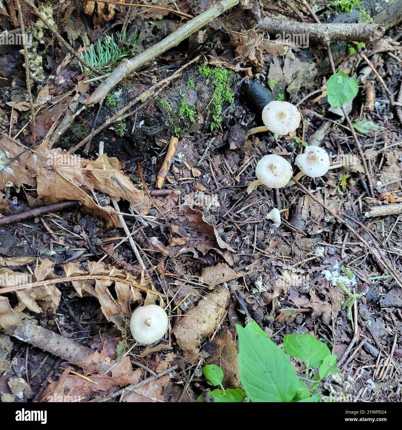 White Fibrecap (Inocybe geophylla Stock Photo - Alamy