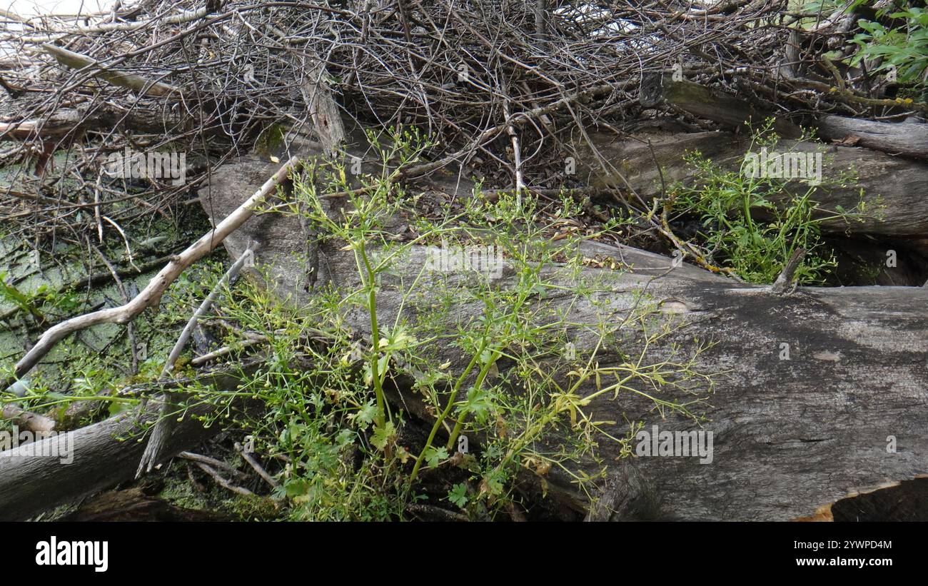 cursed crowfoot (Ranunculus sceleratus Stock Photo - Alamy
