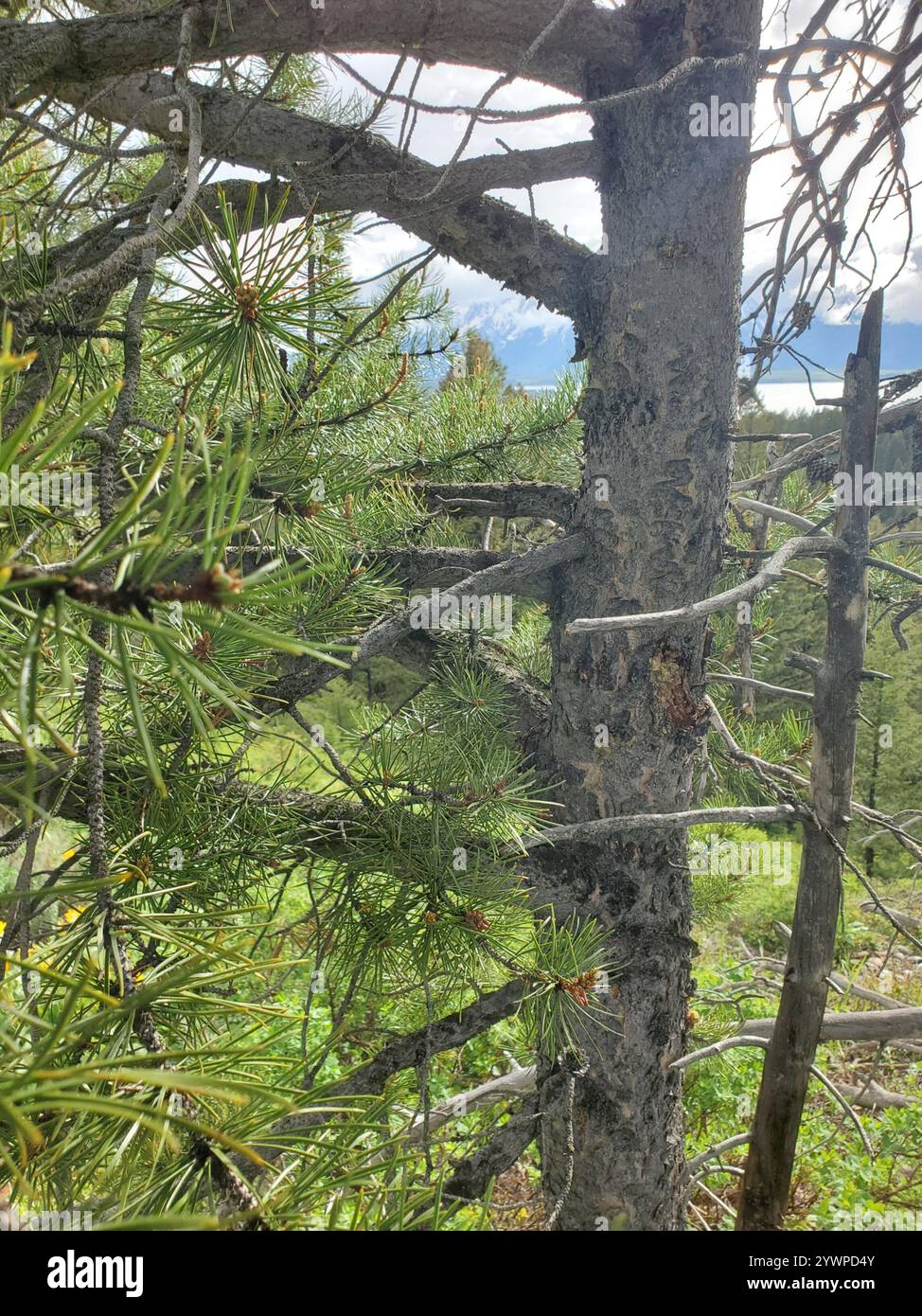 lodgepole pine (Pinus contorta Stock Photo - Alamy