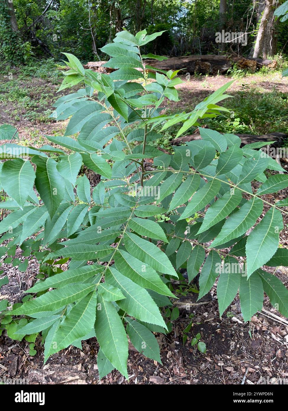 pecan (Carya illinoinensis Stock Photo - Alamy