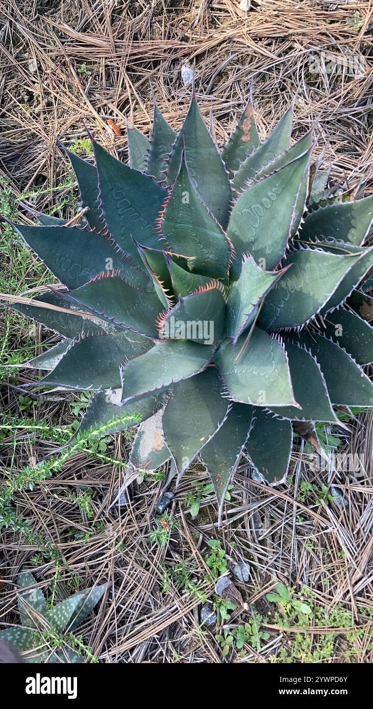 Shaw's Agave (Agave shawii Stock Photo - Alamy