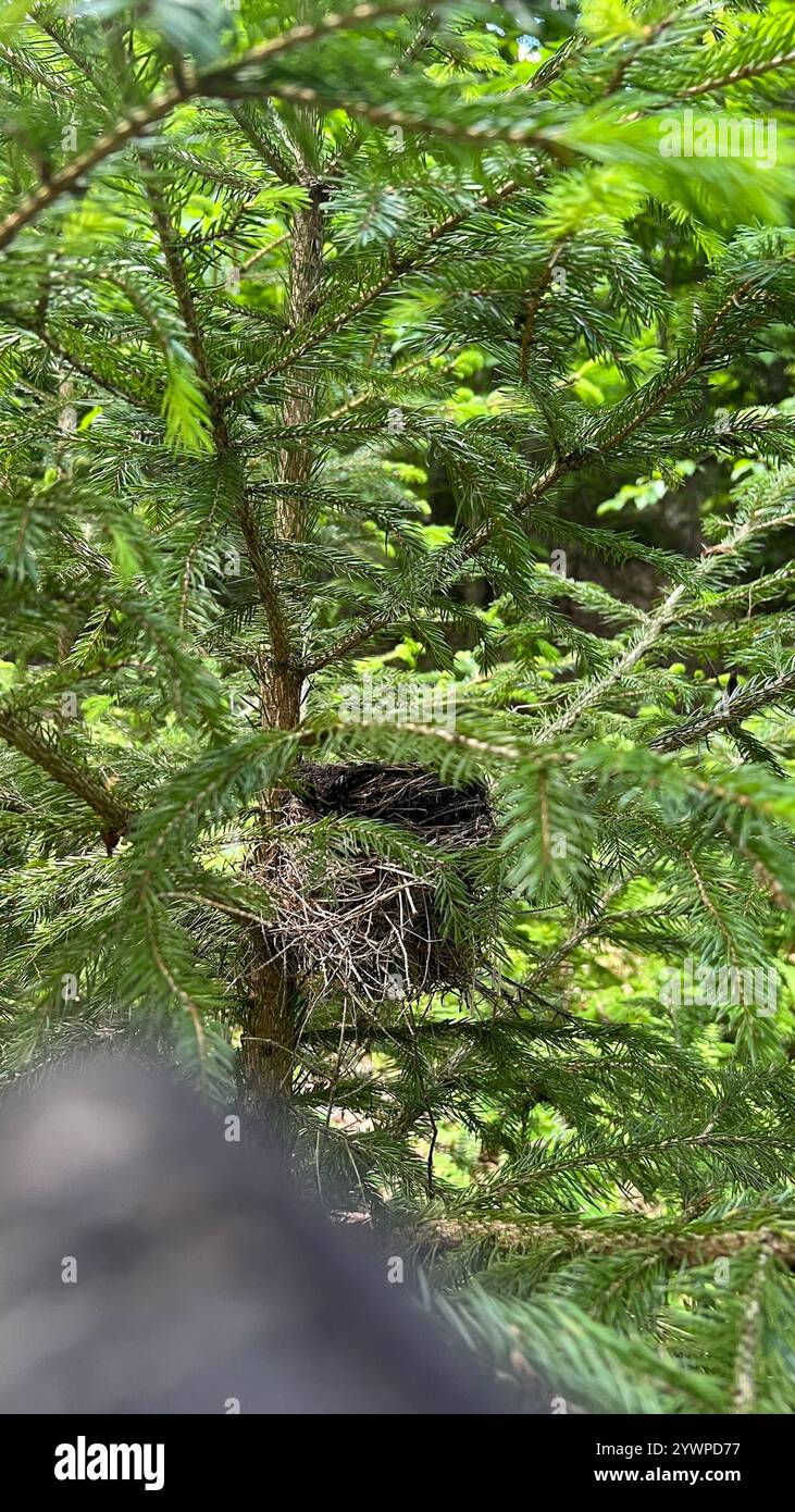 red spruce (Picea rubens Stock Photo - Alamy