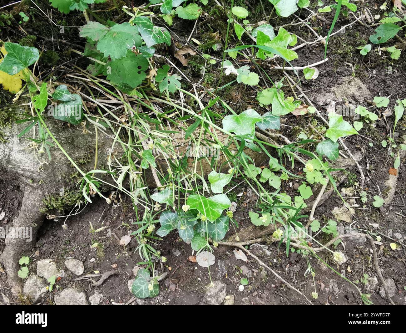 Goldilocks Buttercup (Ranunculus auricomus Stock Photo - Alamy