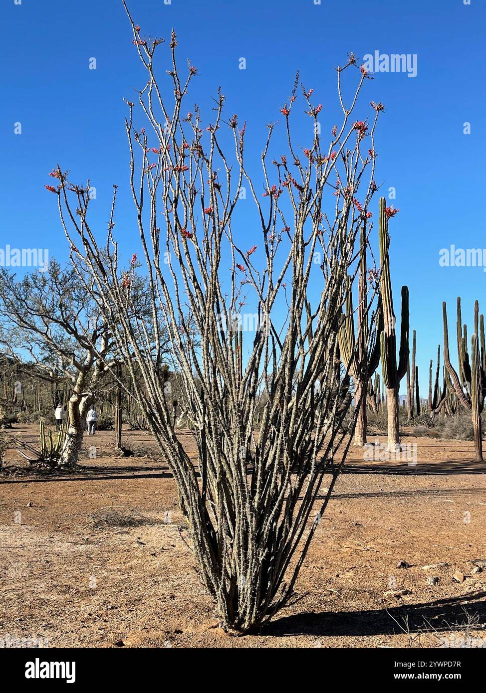 (Fouquieria splendens splendens Stock Photo - Alamy