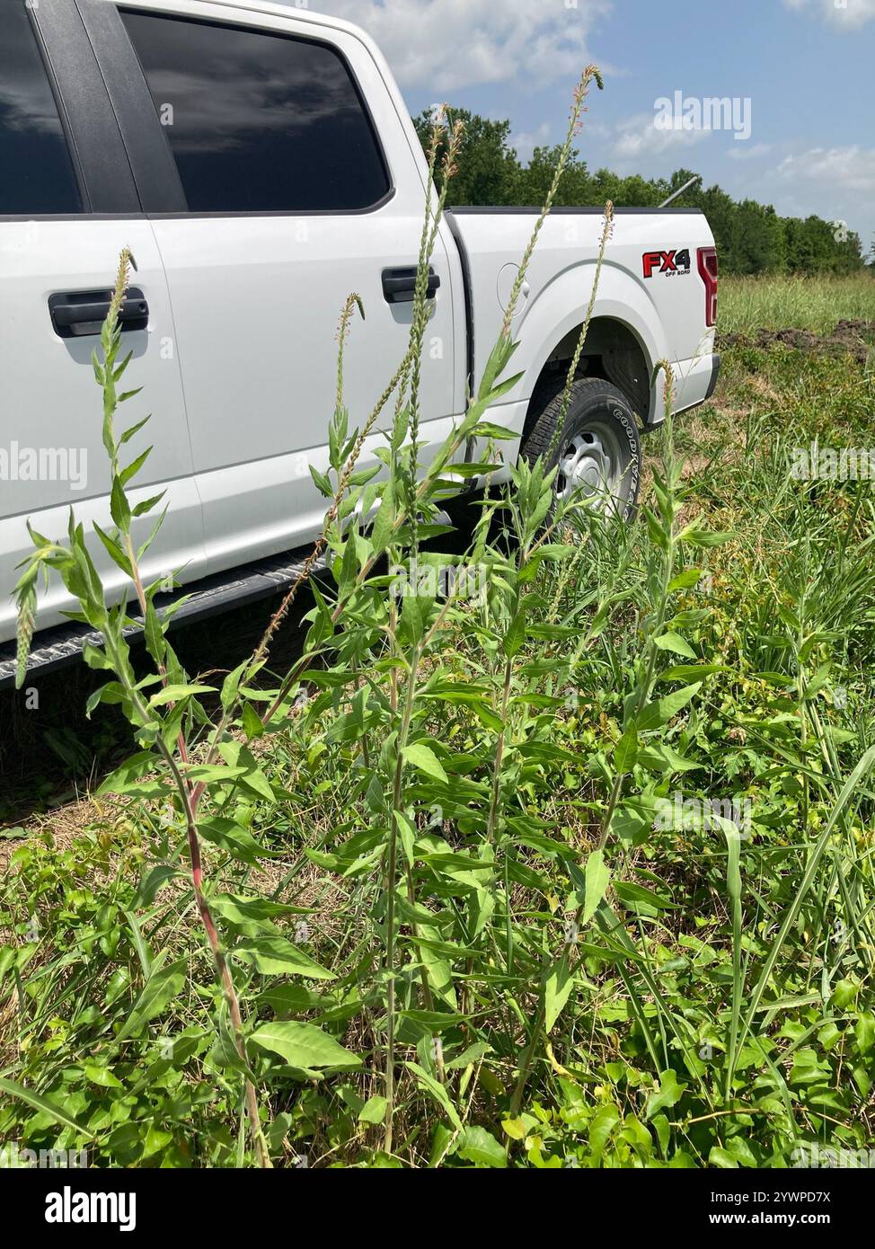 velvetweed (Oenothera curtiflora Stock Photo - Alamy