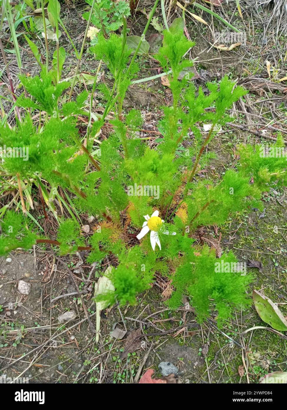 scentless mayweed (Tripleurospermum inodorum Stock Photo - Alamy