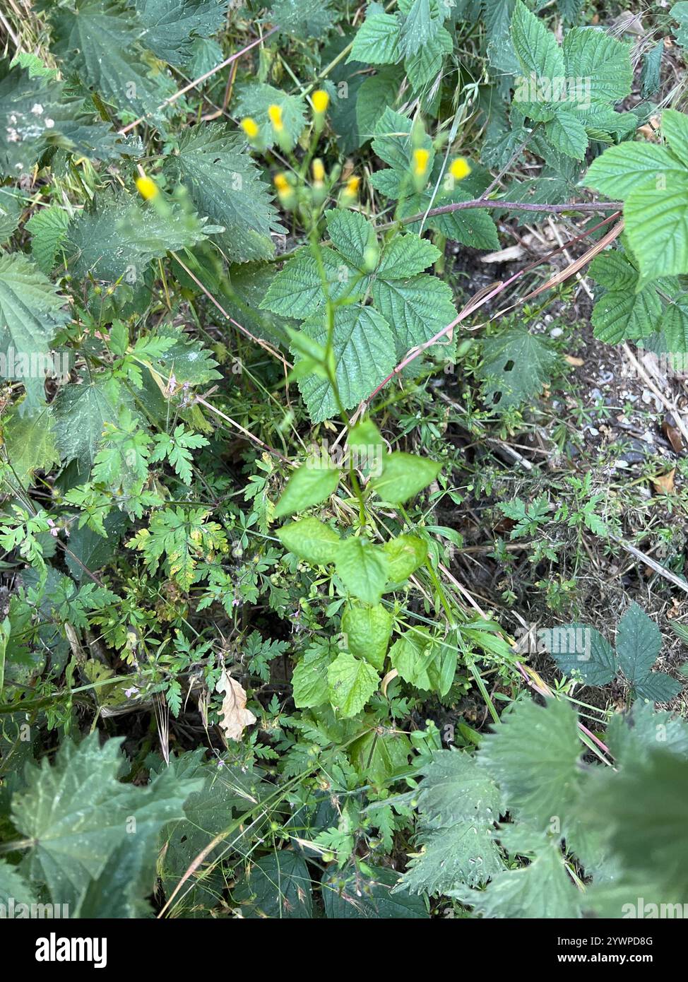 nipplewort (Lapsana communis Stock Photo - Alamy